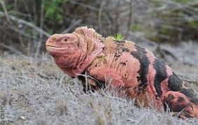 Monitoring Pink Iguana in the Galapagos islands | Lorenzo Bracciale